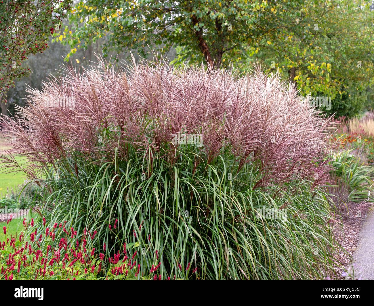 Chinese silver grass, Miscanthus sinensis, flowering in a garden Stock ...