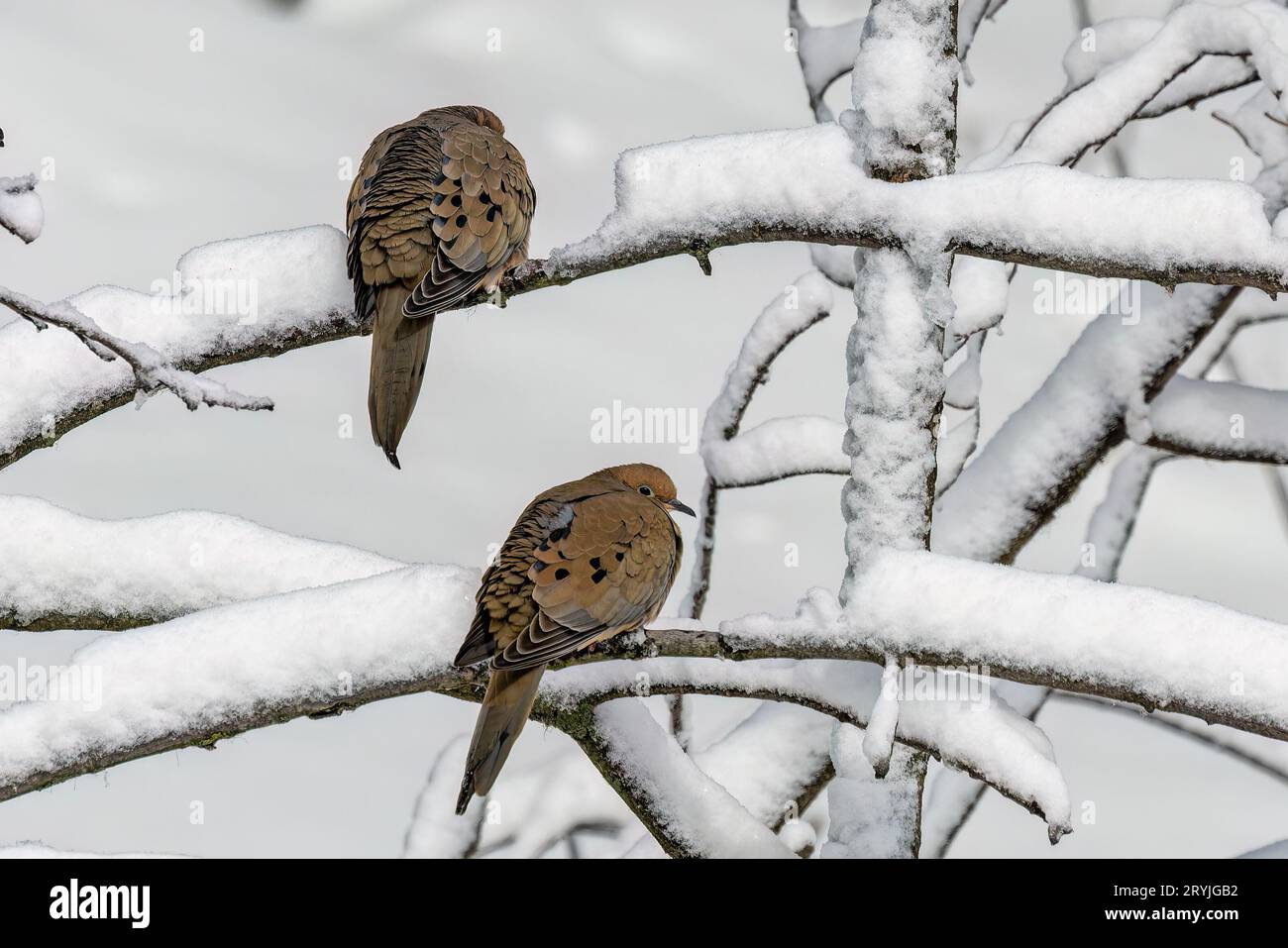 Species zenaida dove hi-res stock photography and images - Alamy