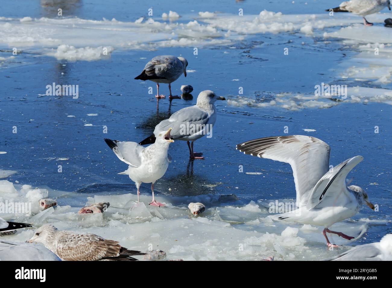 Flock herring gull larus argentatus hi-res stock photography and images ...
