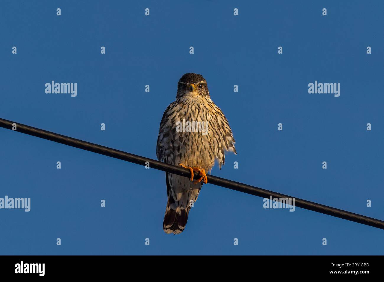 Taiga merlin hi-res stock photography and images - Alamy