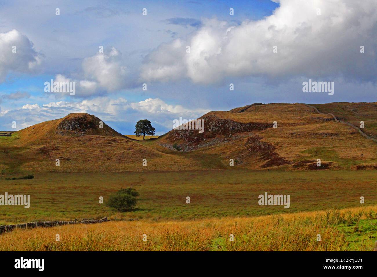 Sycamore gap tree vandalism hi-res stock photography and images - Alamy