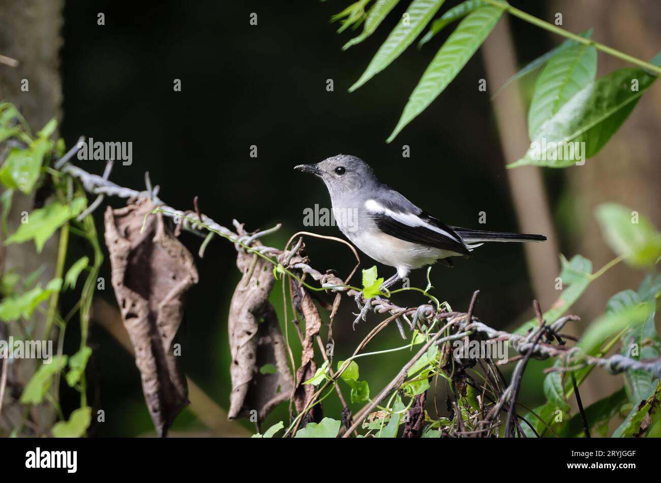 Oriental magpie robin(Female).this photo was taken from Bangladesh ...