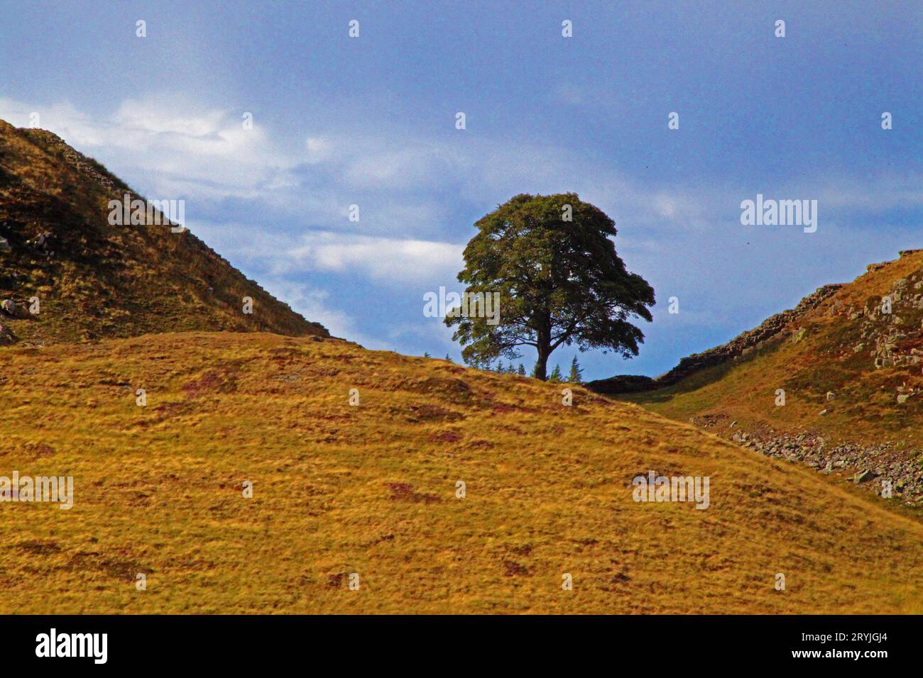 Sycamore gap tree vandalism hi-res stock photography and images - Alamy