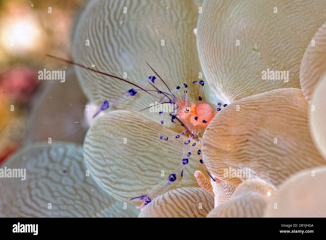 A picture of a Bubble coral shrimp Stock Photo - Alamy