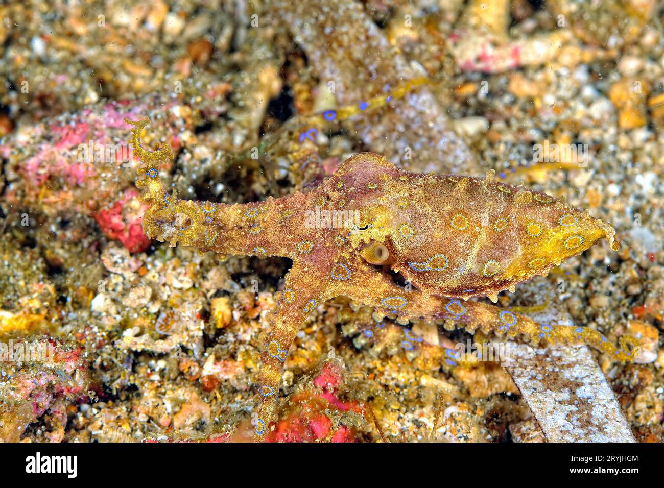 Octopus camouflage hi-res stock photography and images - Alamy