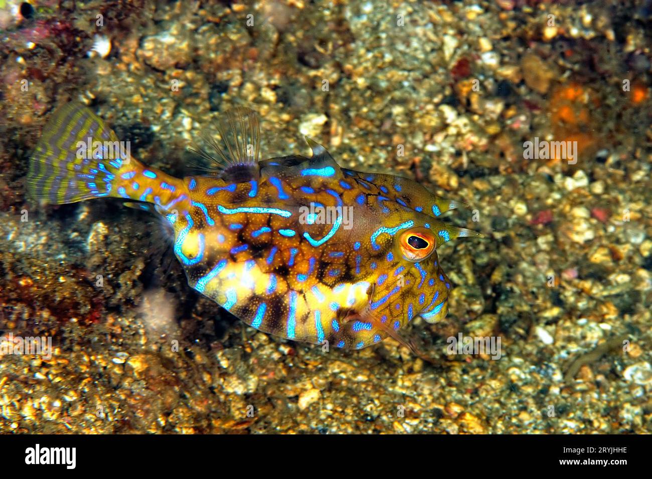 A picture of a box fish Stock Photo - Alamy