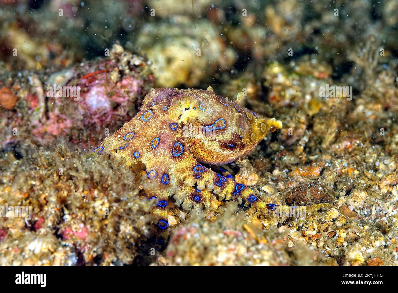 A picture of a blue ring octopus Stock Photo - Alamy