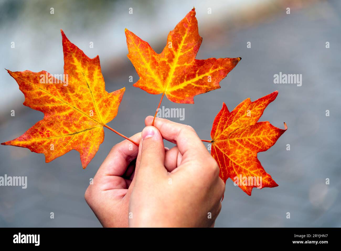 Three maple leaves in hands on abstract background Stock Photo - Alamy