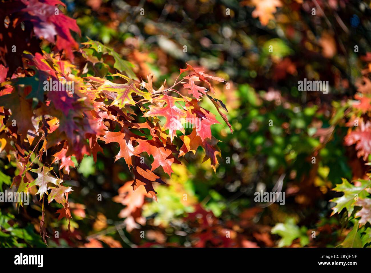 Red and green leaves of mapple tree in sun shining light Stock Photo ...