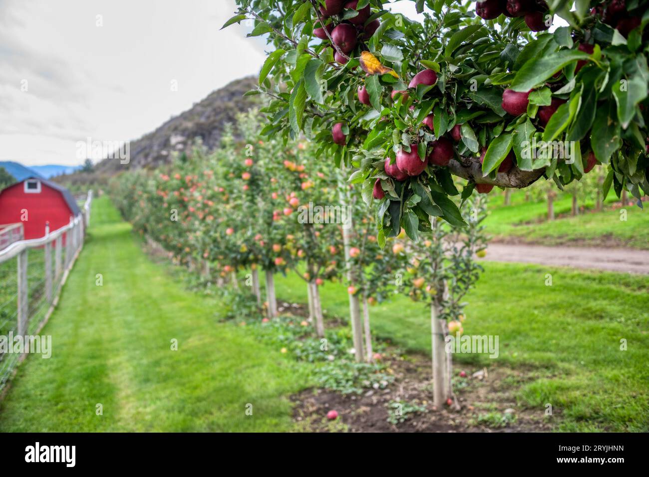 Ripe ruby-red apples among green leaves with farm field on blur ...