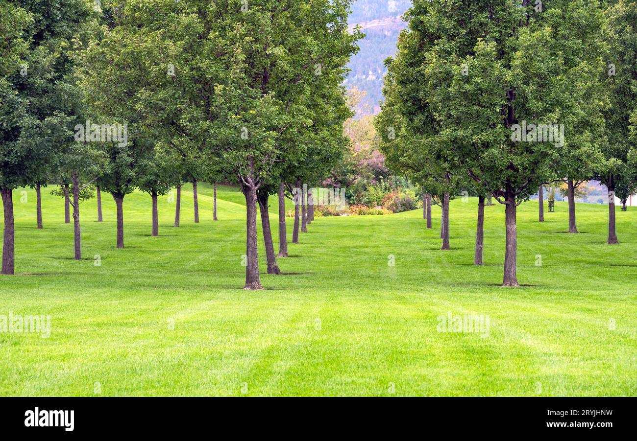 Planted trees hi-res stock photography and images - Alamy