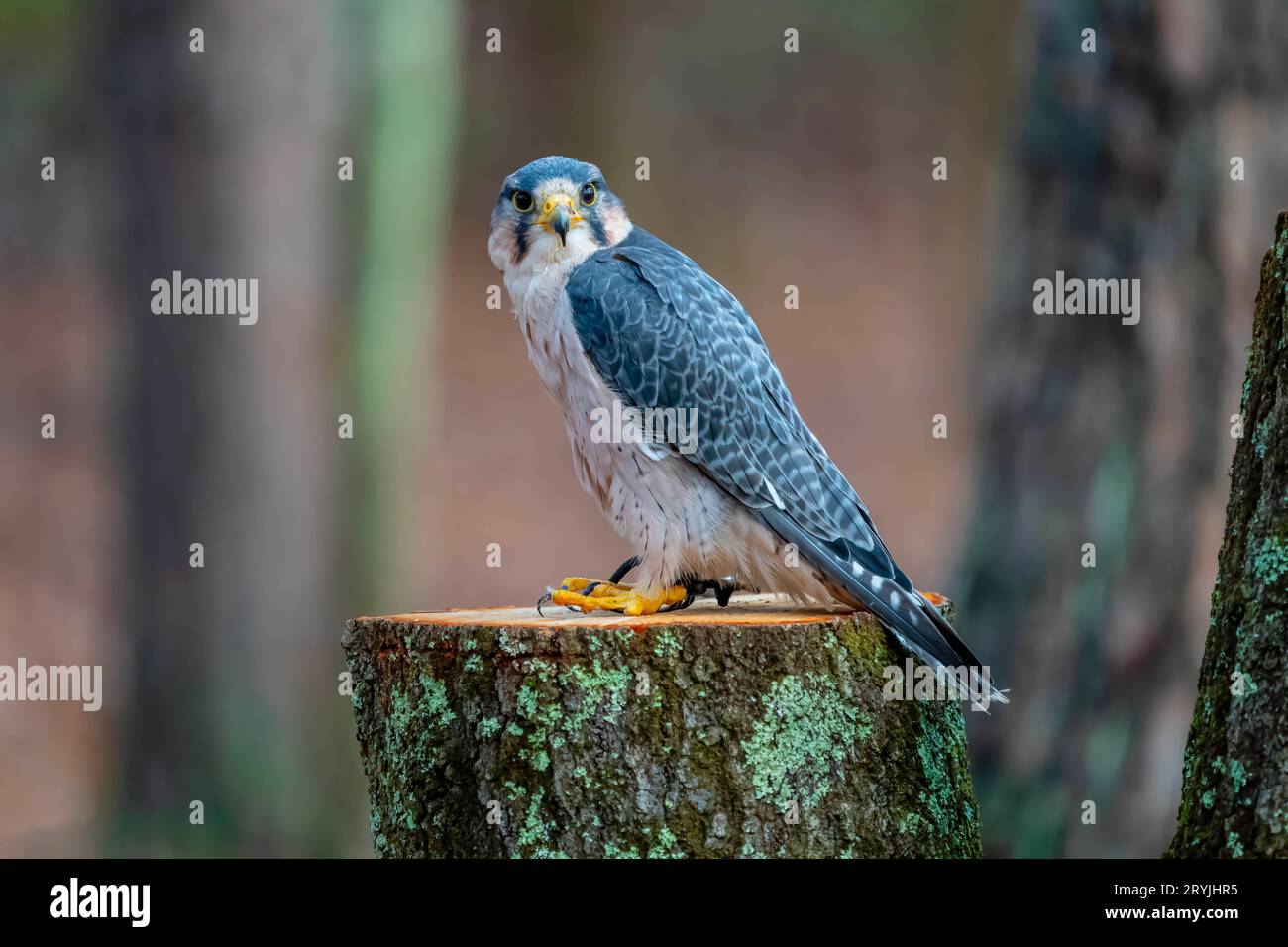 Peregrine lanner falcon hi-res stock photography and images - Alamy
