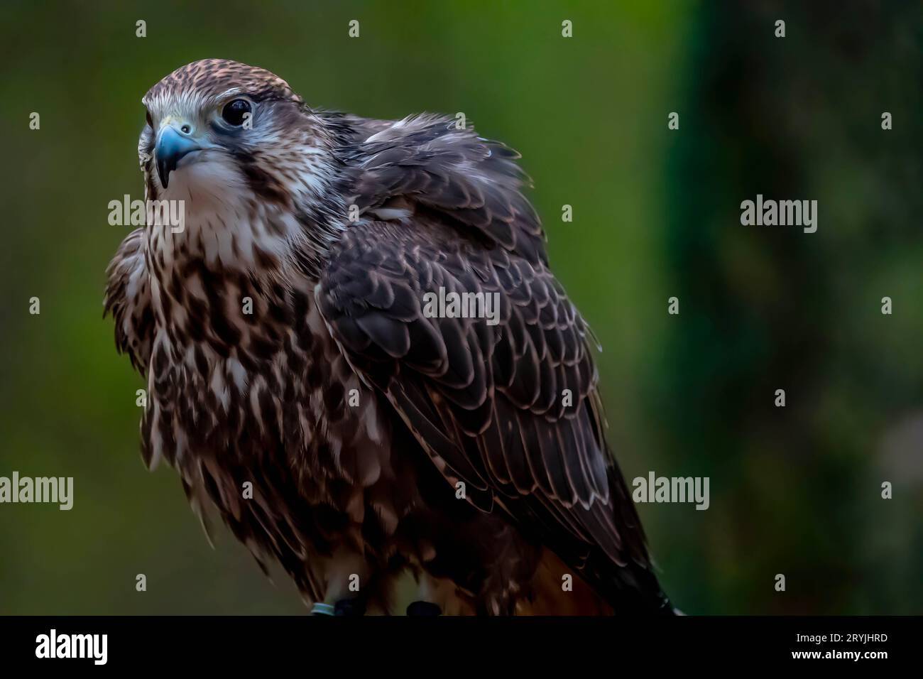 Natural endangered environment hi-res stock photography and images - Alamy