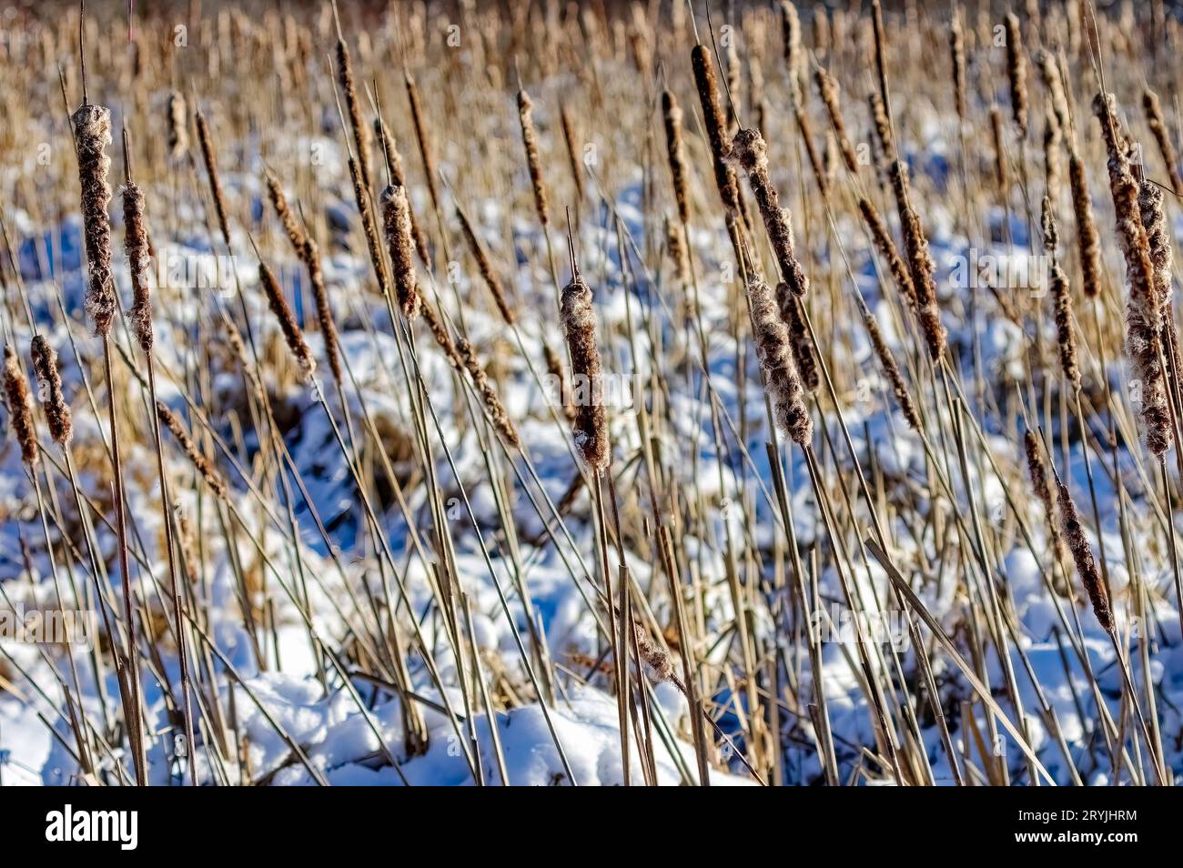 Broad-leaved cattail (Typha latifolia). Native flower in north America ...