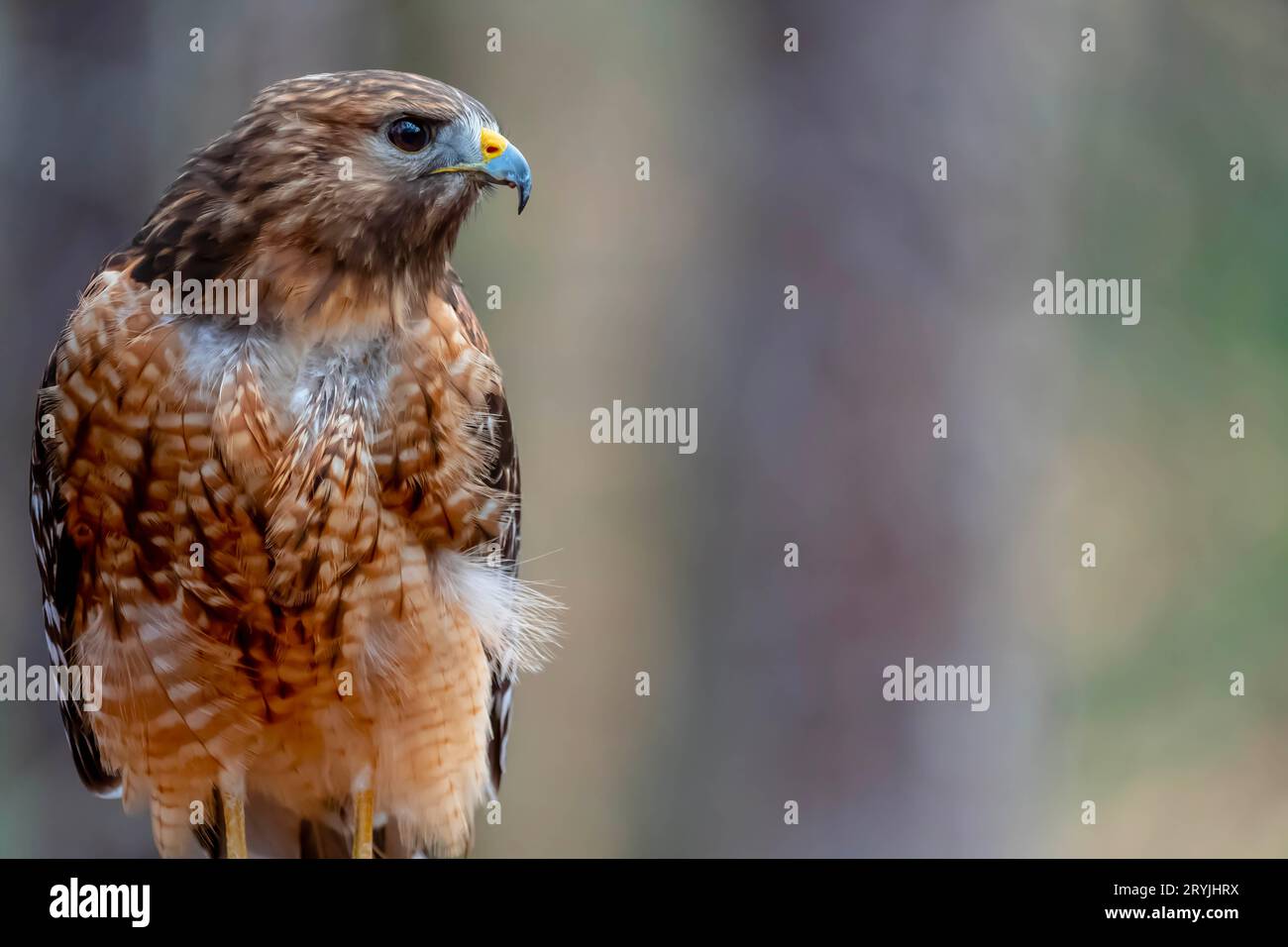 Creatures natural environment hi-res stock photography and images - Alamy