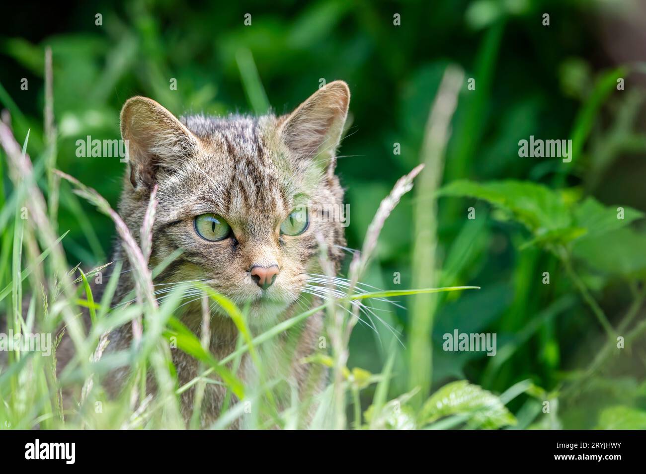 Scottish wildcat conservation action plan hi-res stock photography and ...