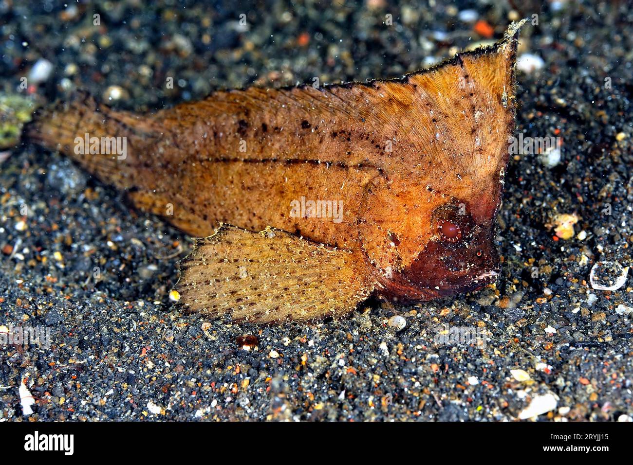 A picture of a leaf fish Stock Photo - Alamy