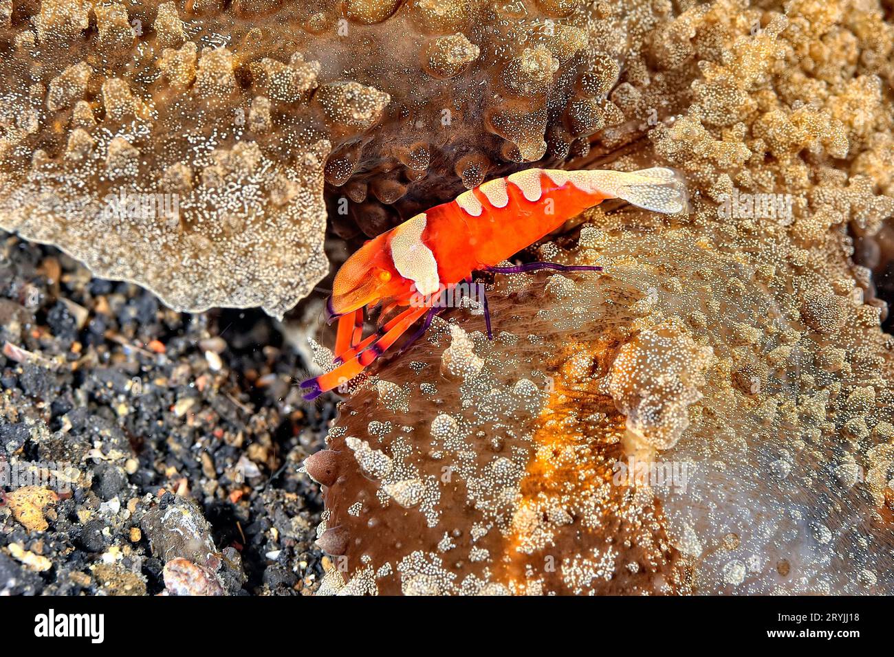 A picture of an emperor shrimp Stock Photo - Alamy