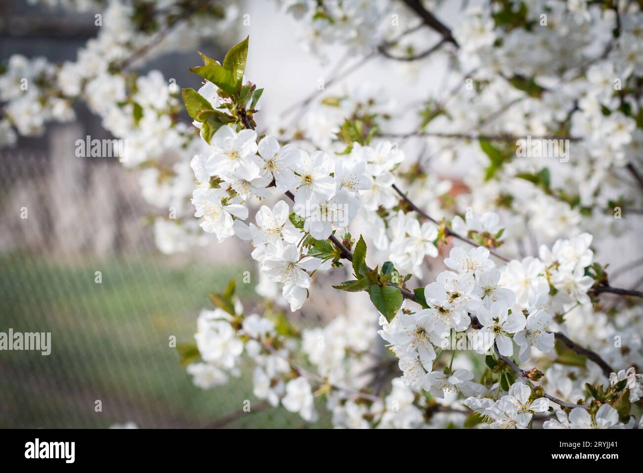 Branch of cherry tree in the period of spring flowering Stock Photo - Alamy