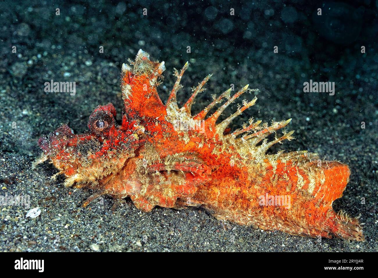 A picture of a devil scorpionfish Stock Photo - Alamy