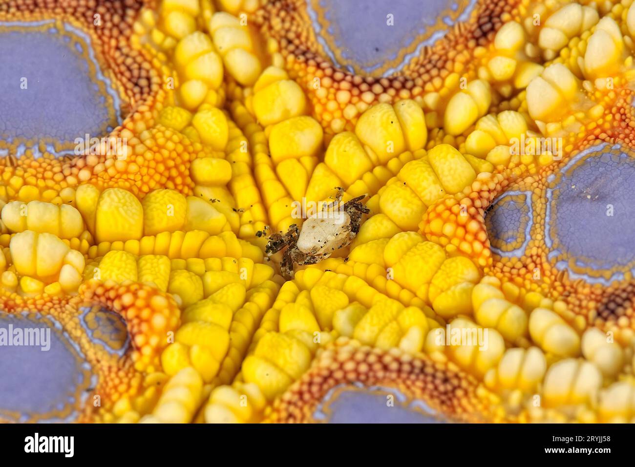 A picture of sea cucumber crab Stock Photo - Alamy