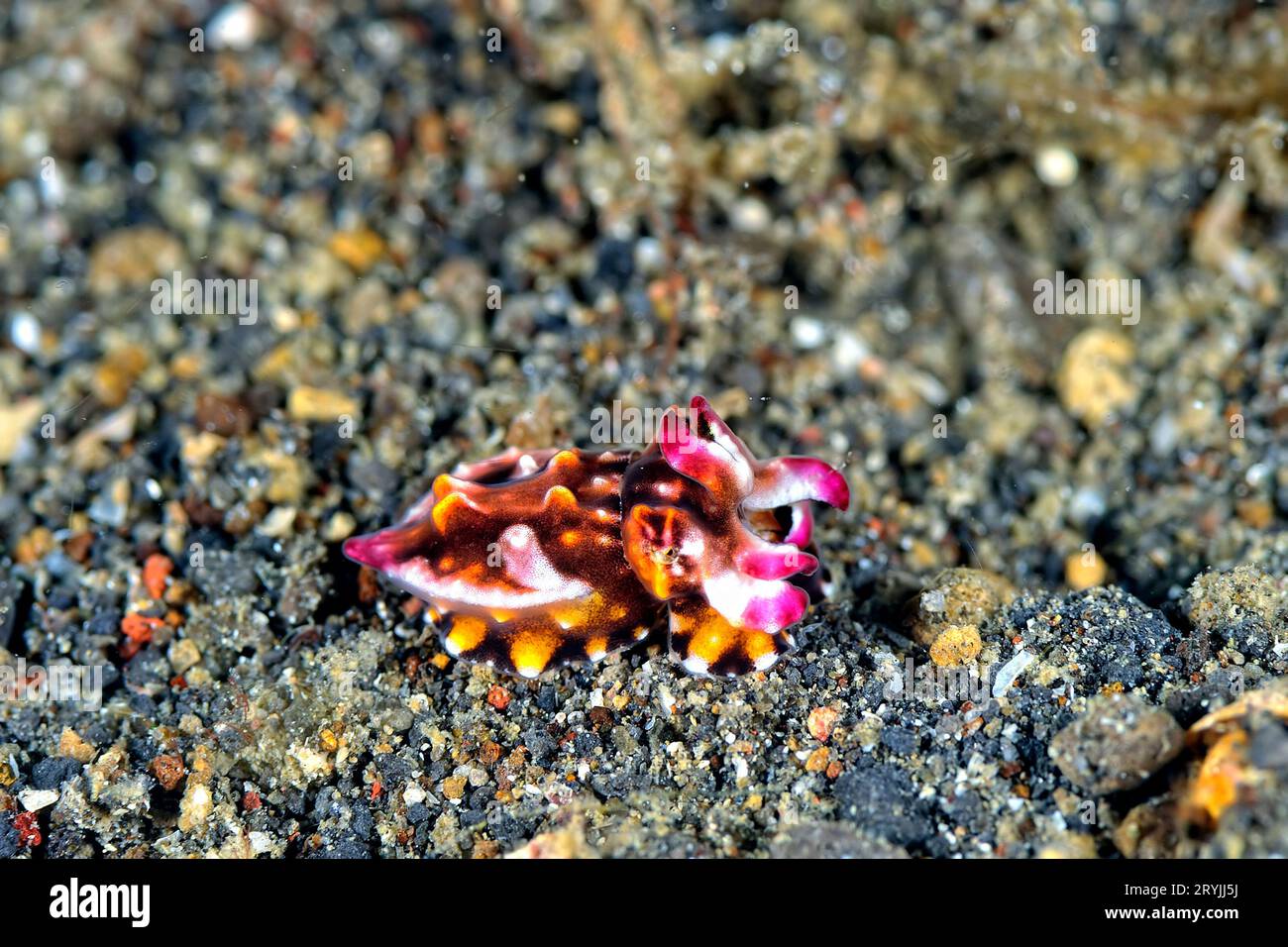 A picture of a cuttlefish Stock Photo - Alamy