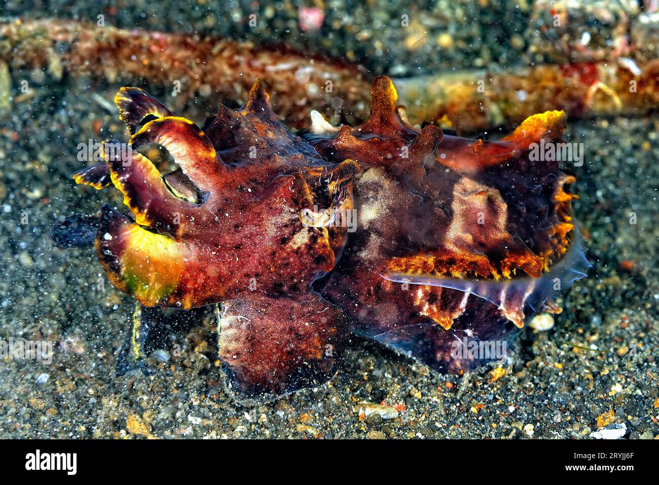 A picture of a cuttlefish Stock Photo - Alamy