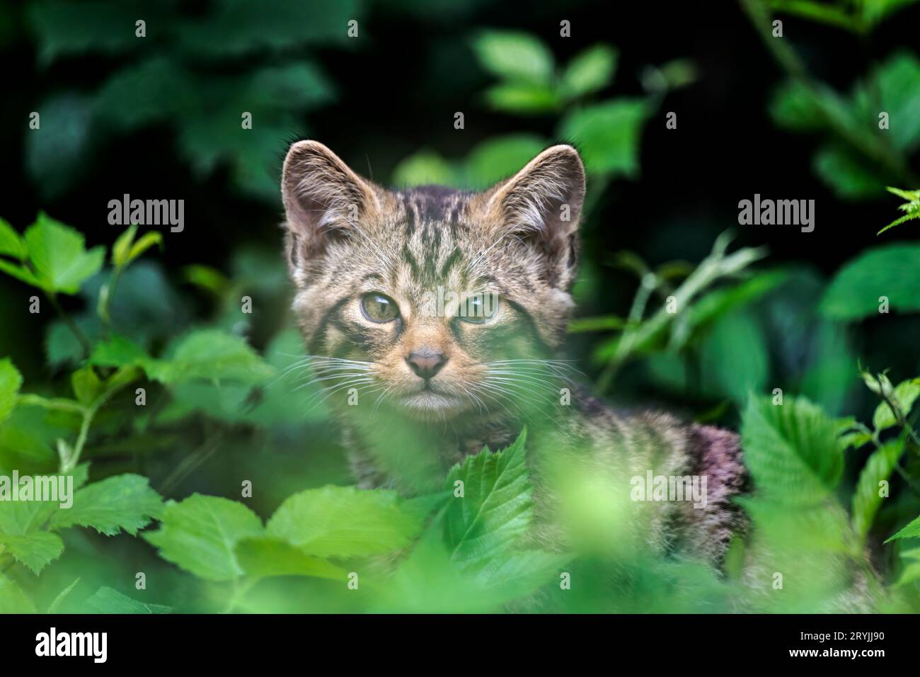 Scottish wildcat conservation action plan hi-res stock photography and ...