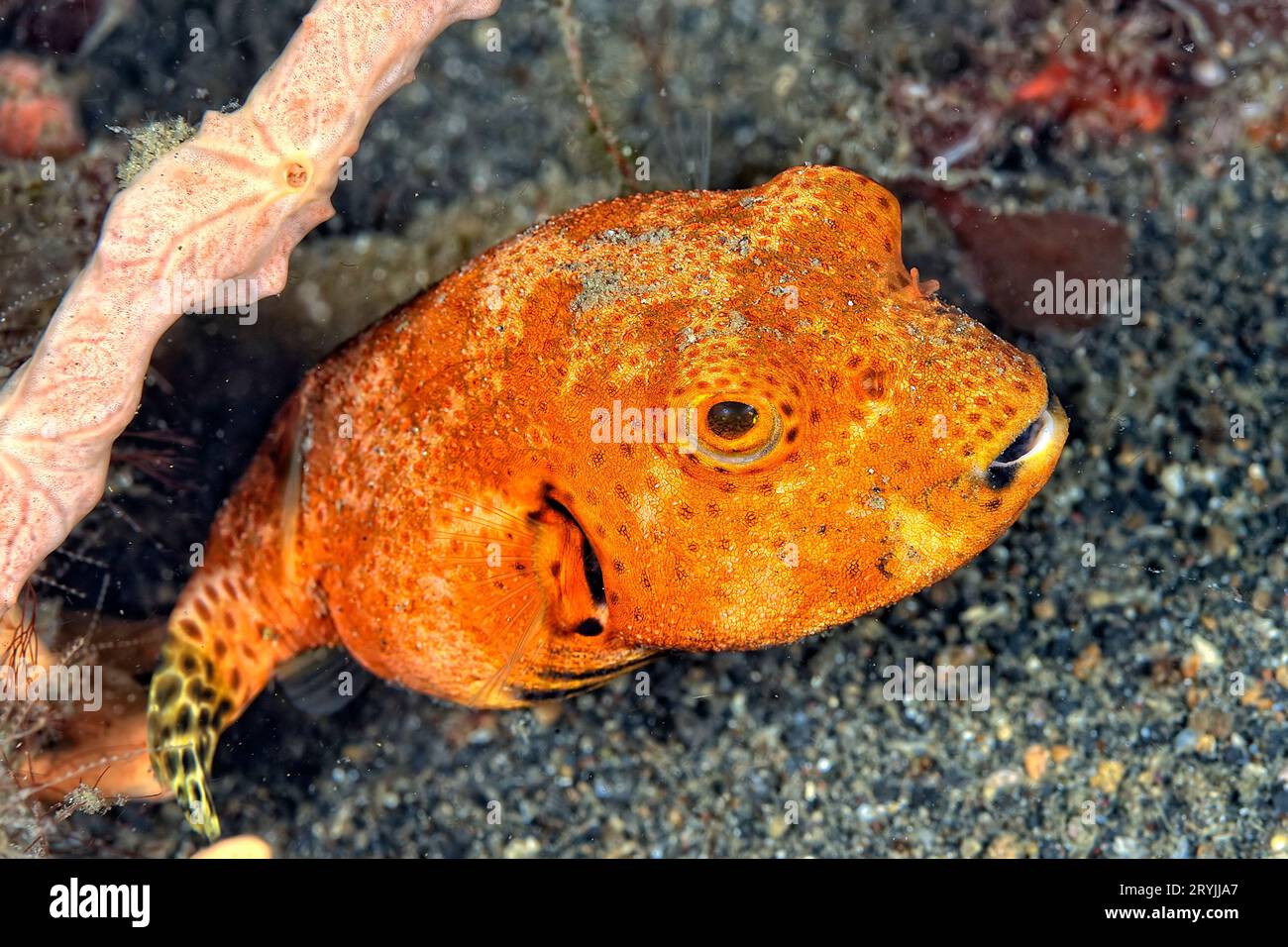 A picture of a puffer fish Stock Photo - Alamy
