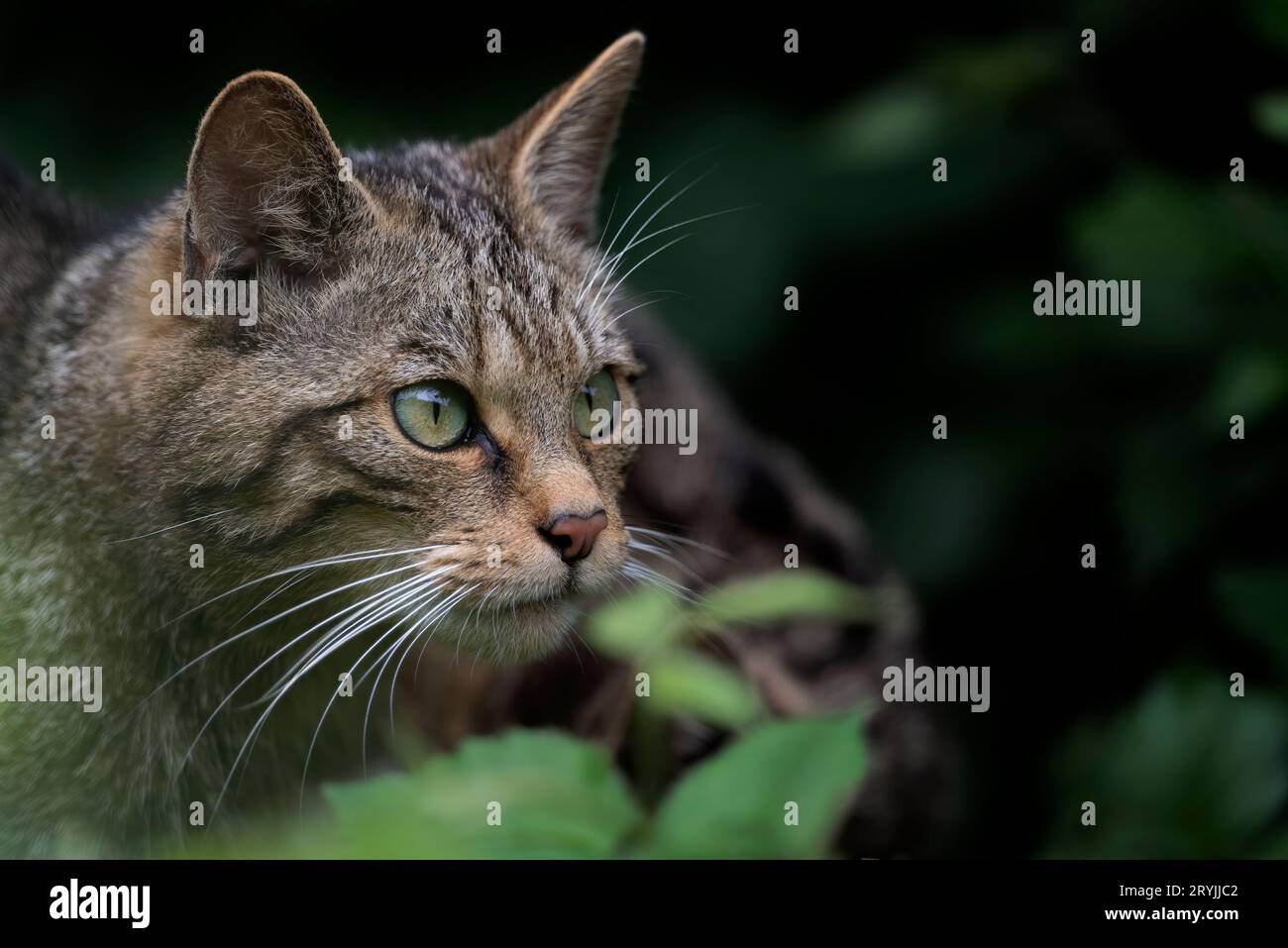 Scottish wildcat conservation action plan hi-res stock photography and ...