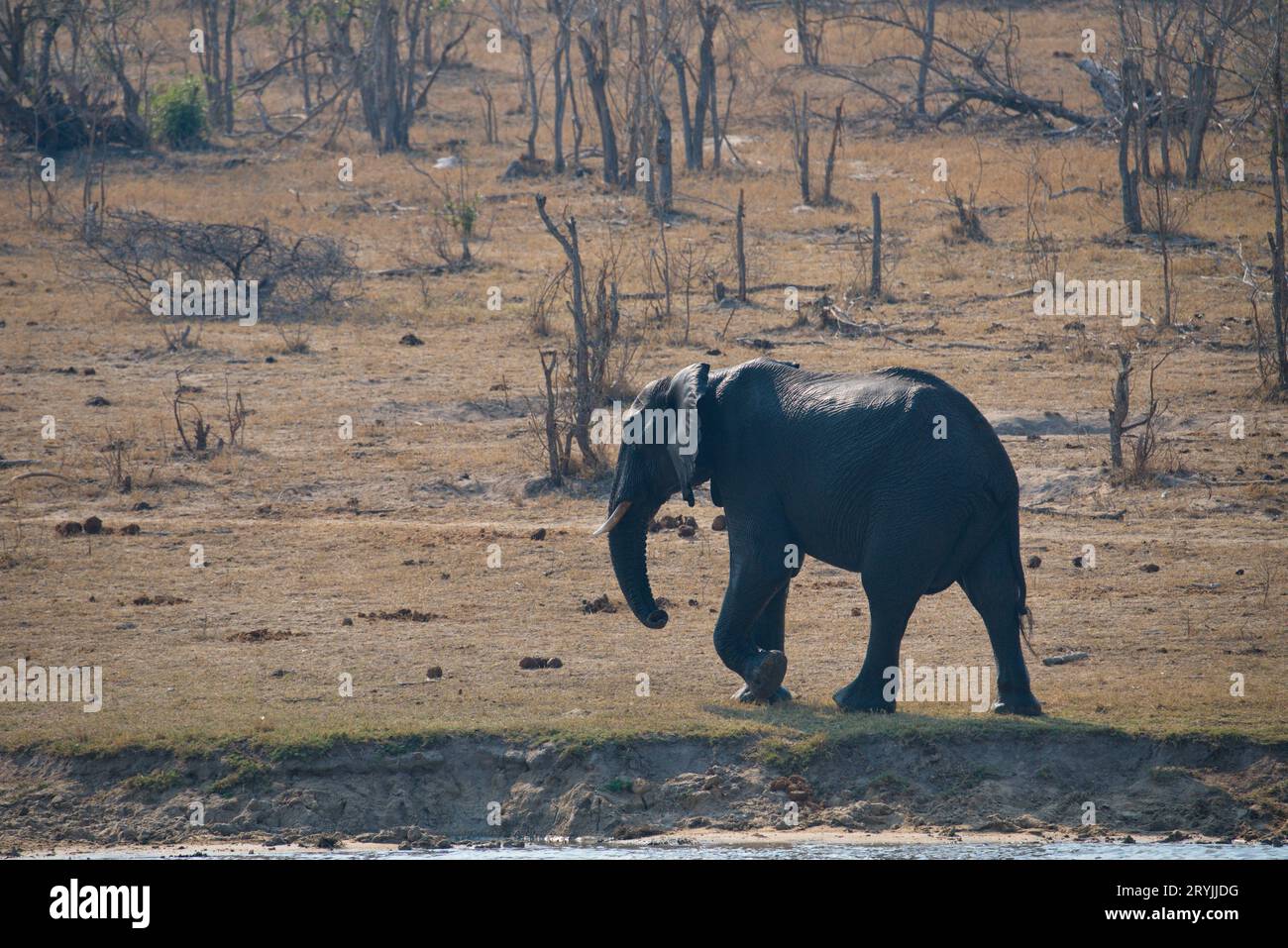 Ecosistema africano hi-res stock photography and images - Alamy
