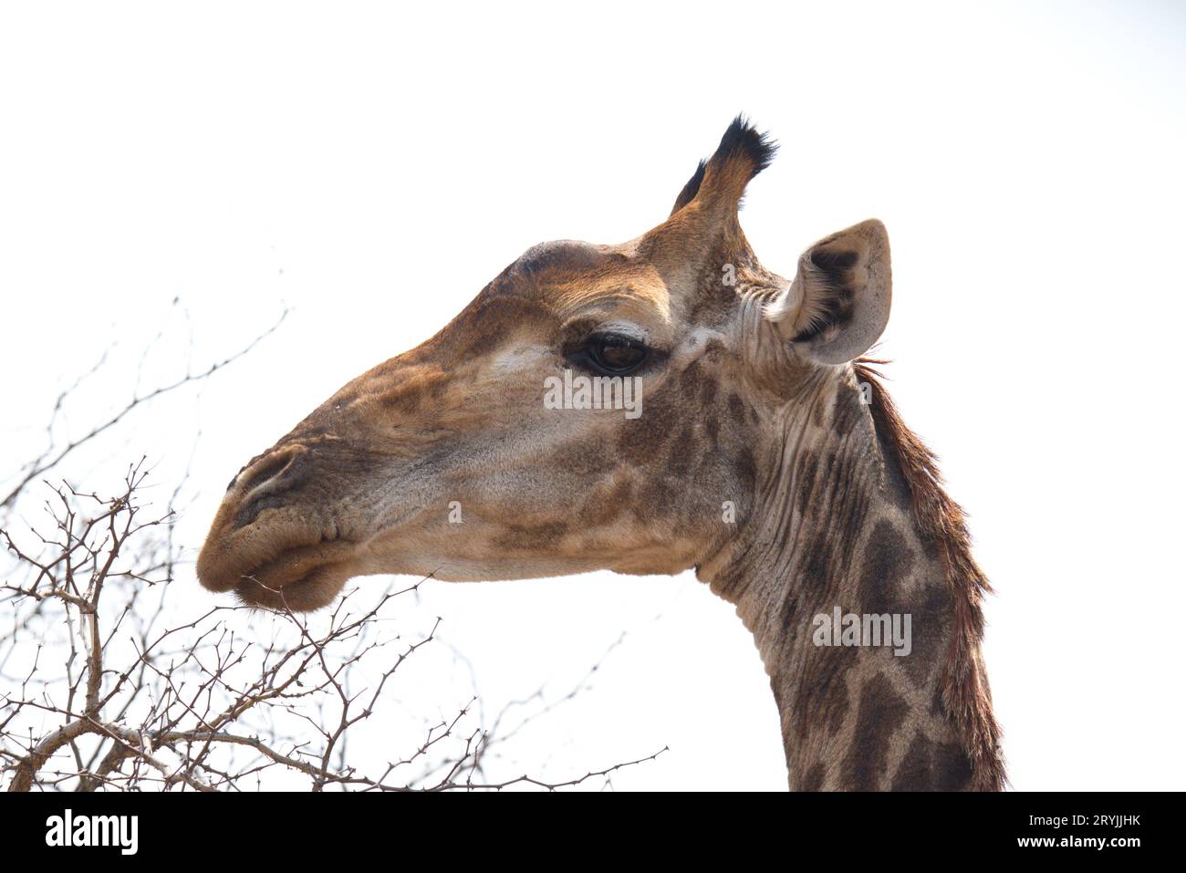 Fauna de sudafrica hi-res stock photography and images - Alamy