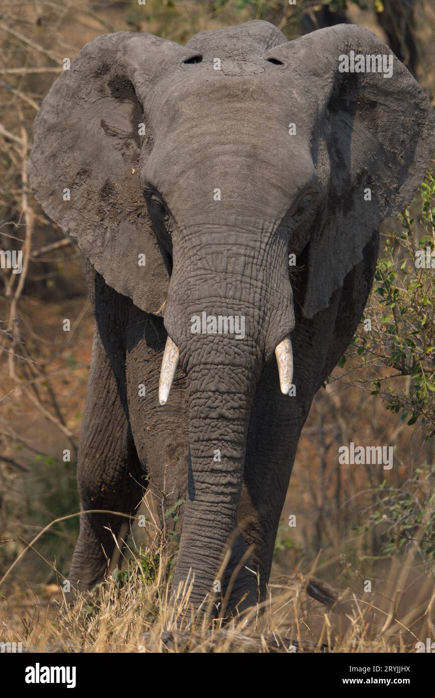 Elefante Africano Front Of An African Elephant Stock Photo - Image ...