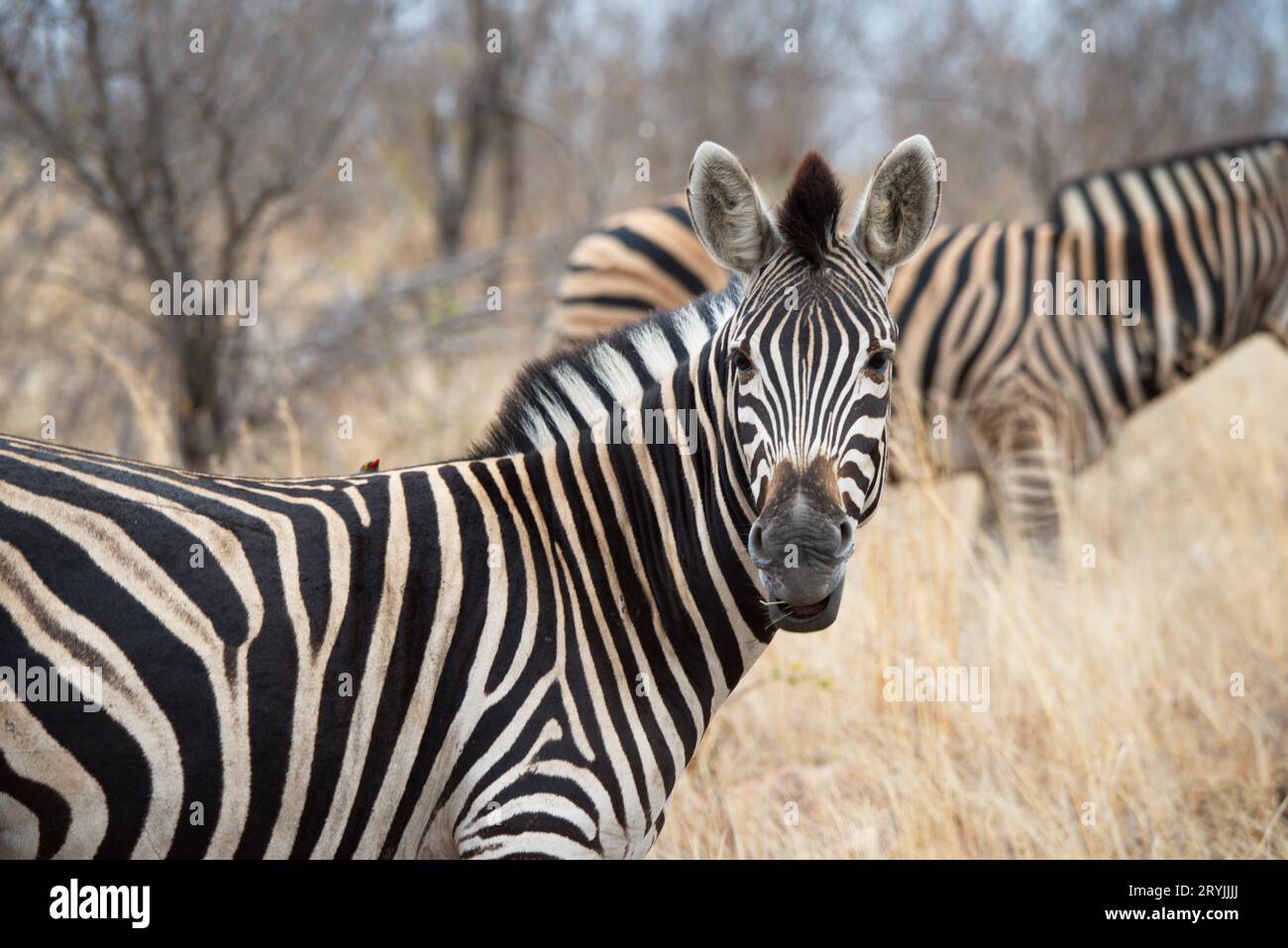 Cebras en la sabana hi-res stock photography and images - Alamy