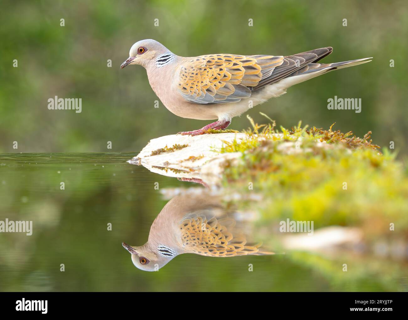Turtle Dove Streptopelia tutur standing next to water pool with ...