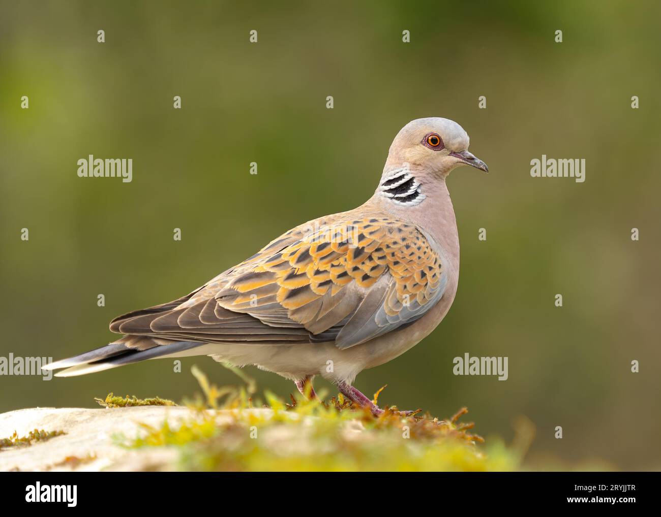 Woodland bird species hi-res stock photography and images - Alamy