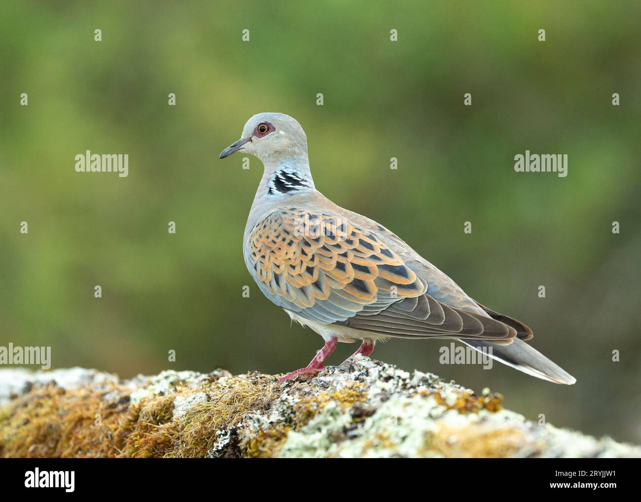 Dove bird songbird birds hi-res stock photography and images - Alamy