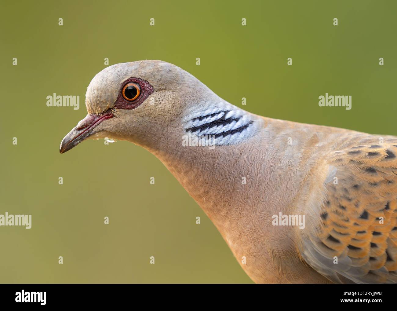 Turtle Dove Streptopelia tutur close up detail image of head. Adult ...
