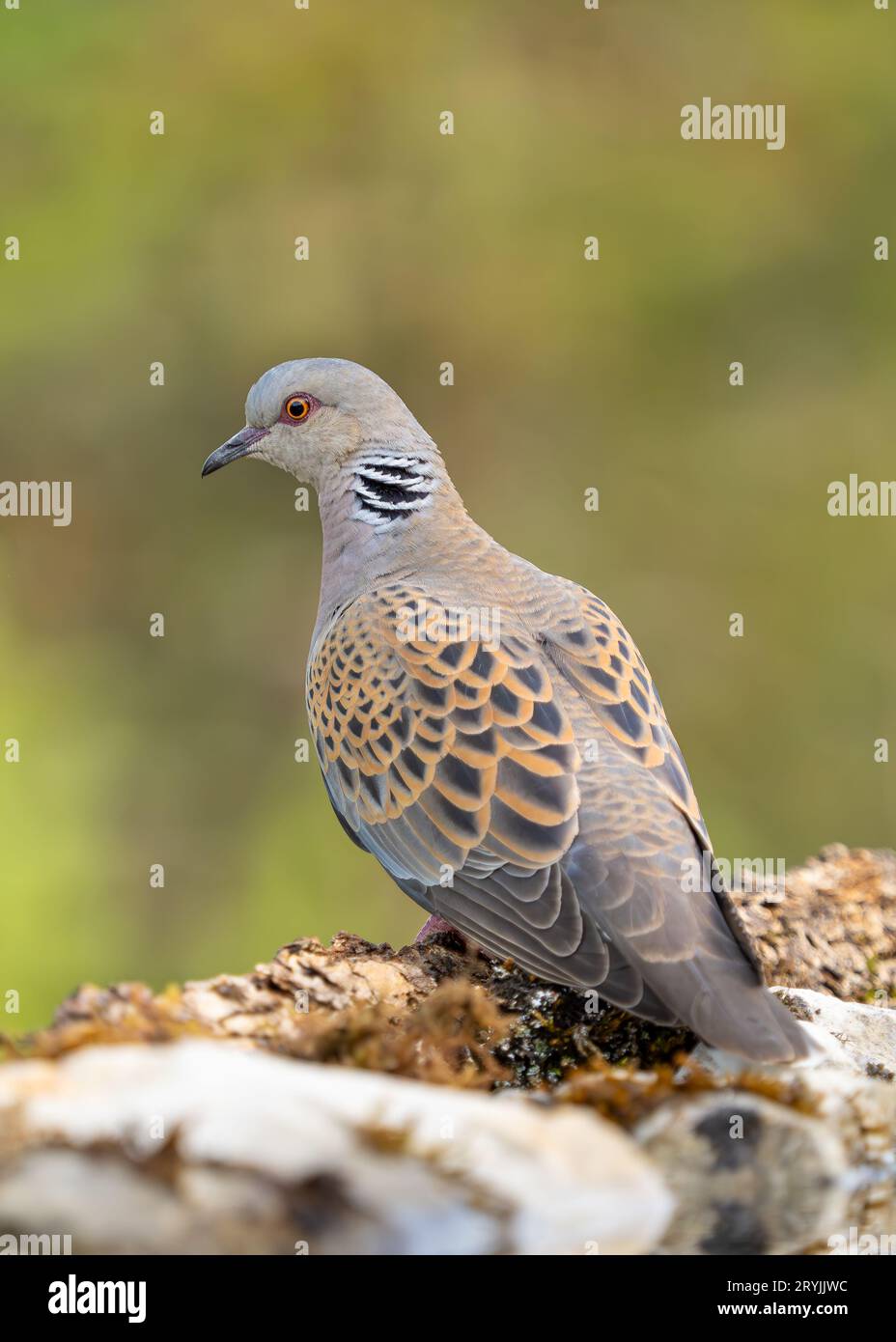 Turtle Dove Streptopelia tutur at rest on log. Adult bird France Stock ...