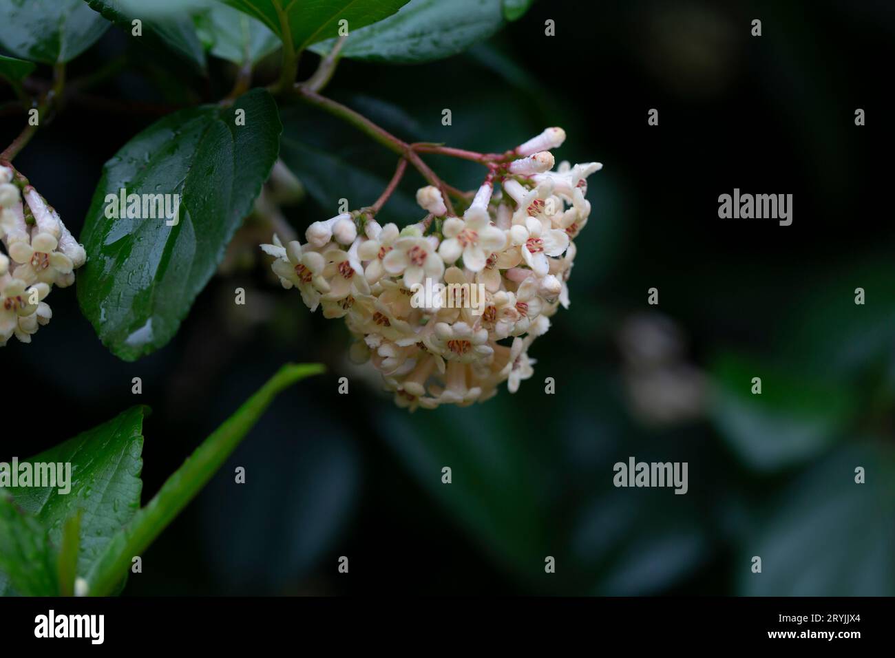 Clusters of small white flowers hi-res stock photography and images - Alamy