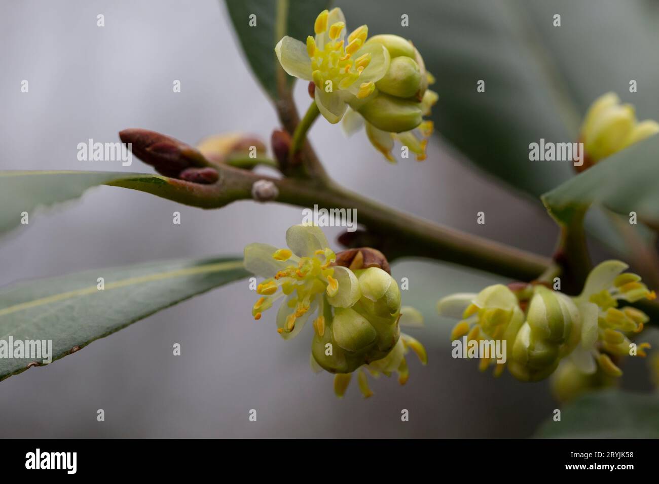 Blossom of Laurus nobilis plant, Laurus azorica, aromatic and medicinal ...