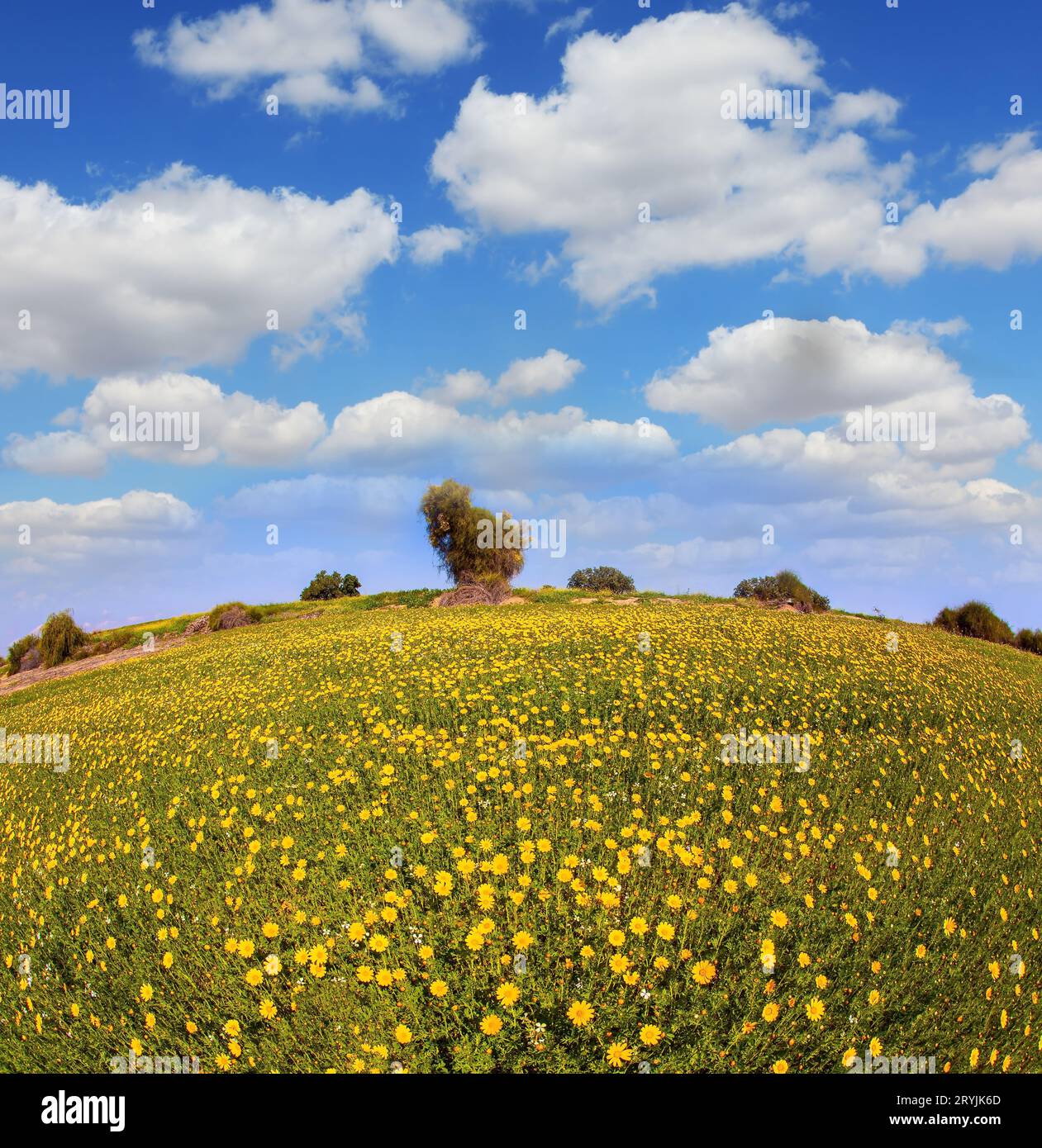 Wildflower fields hi-res stock photography and images - Alamy