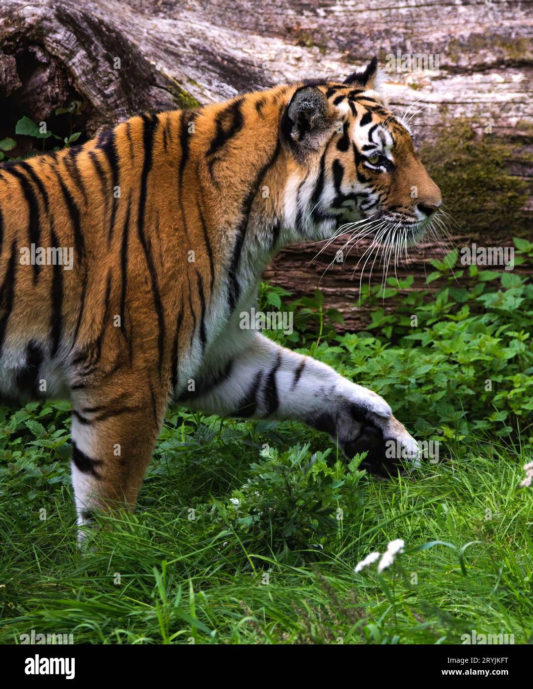 Tiger im gras hi-res stock photography and images - Alamy