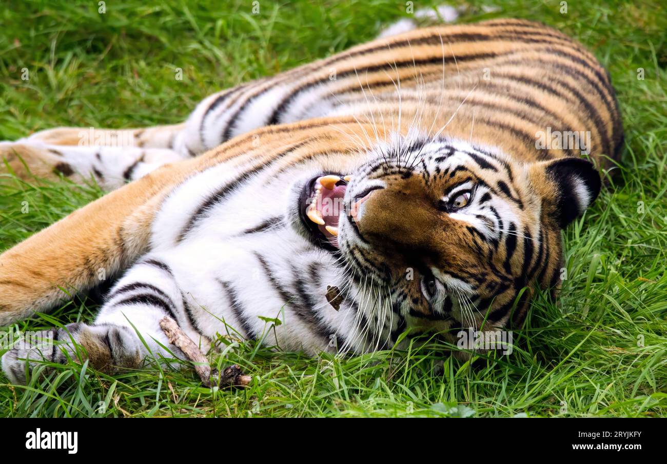 Tiger im gras hi-res stock photography and images - Alamy