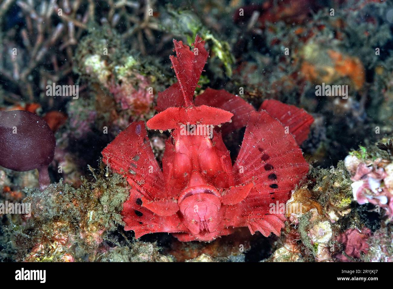 A picture of a weedy scorpionfish Stock Photo - Alamy