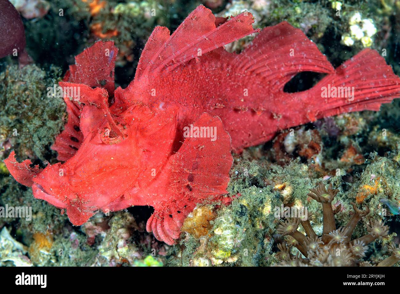A picture of a weedy scorpionfish Stock Photo - Alamy