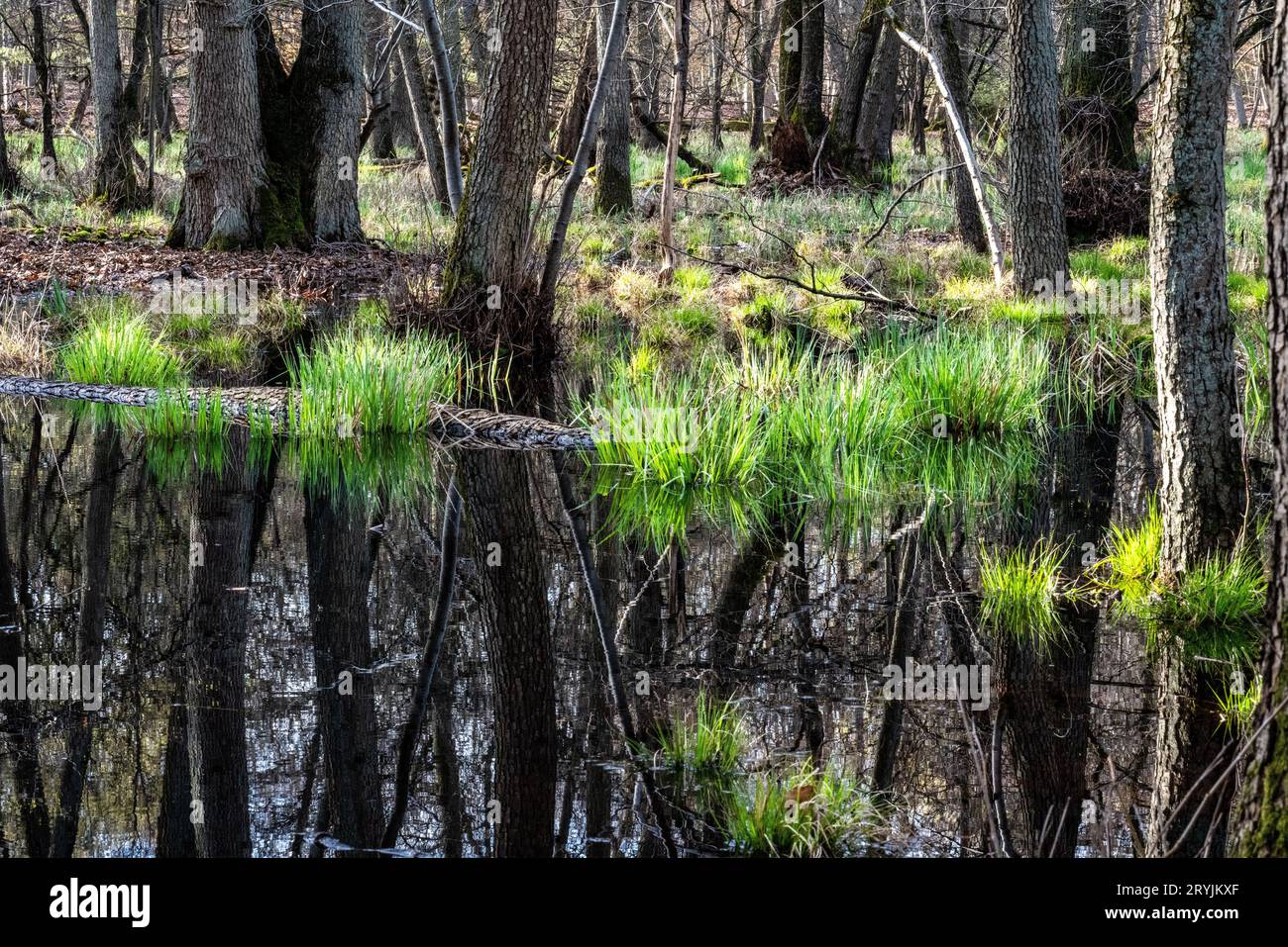 Swamp floodplain hi-res stock photography and images - Alamy