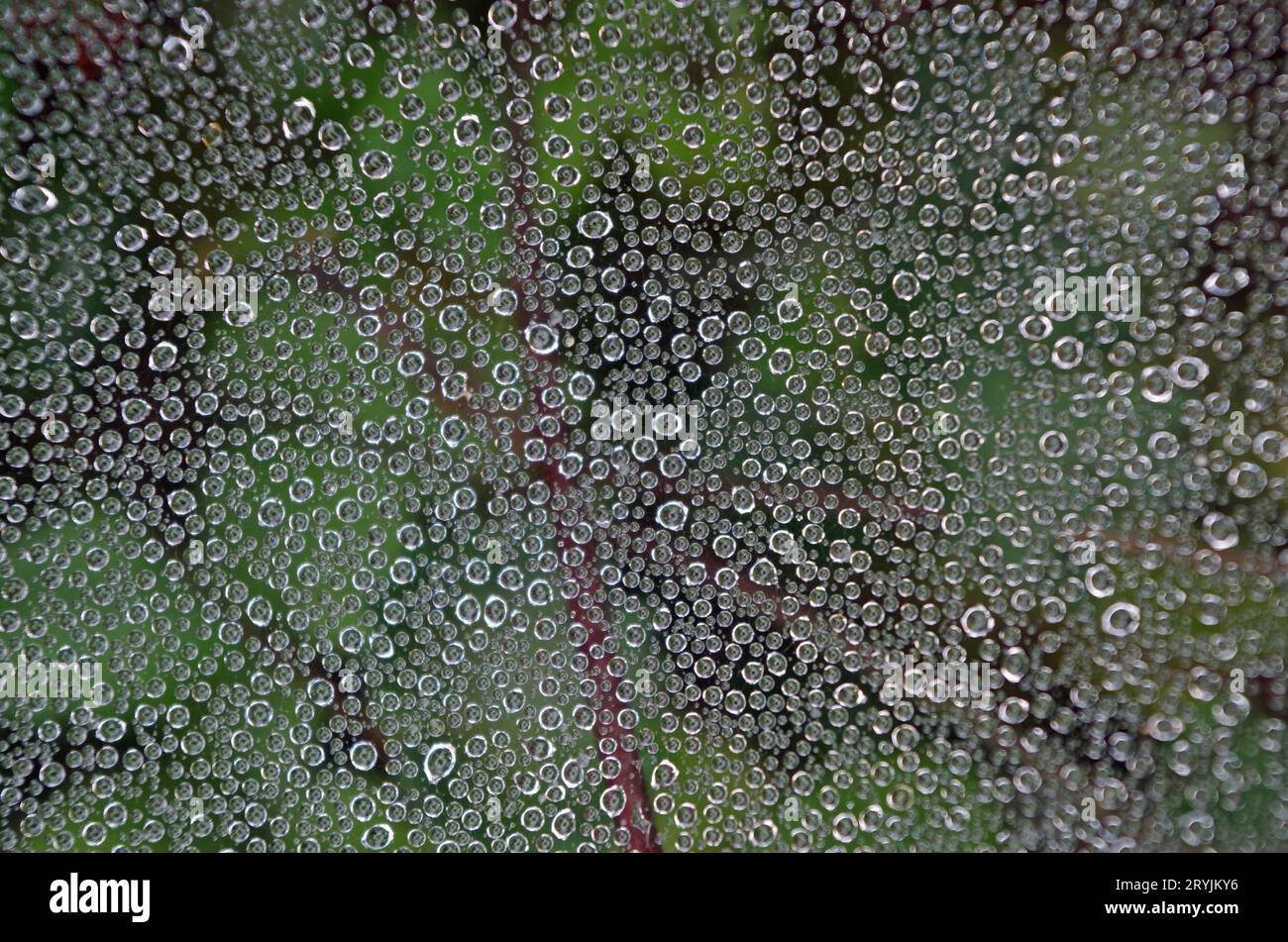 Water drops dew hi-res stock photography and images - Alamy