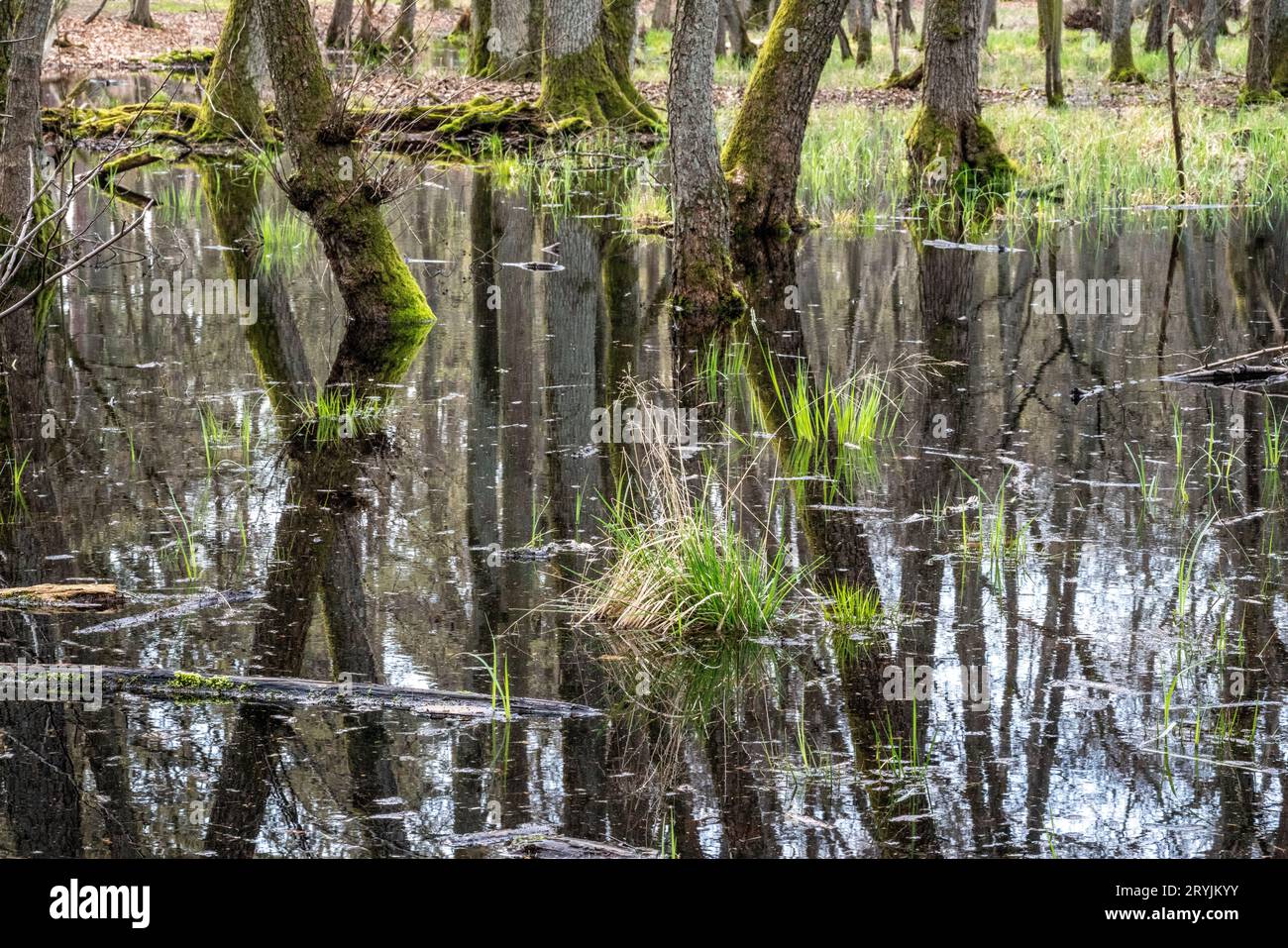 Swamp floodplain hi-res stock photography and images - Alamy