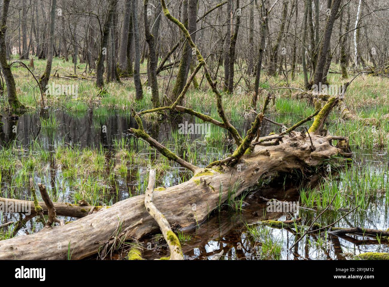 Swamp floodplain hi-res stock photography and images - Alamy